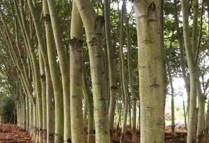 Budidaya Pohon Balsa dan Prospek Bisnis yang Menjanjikan